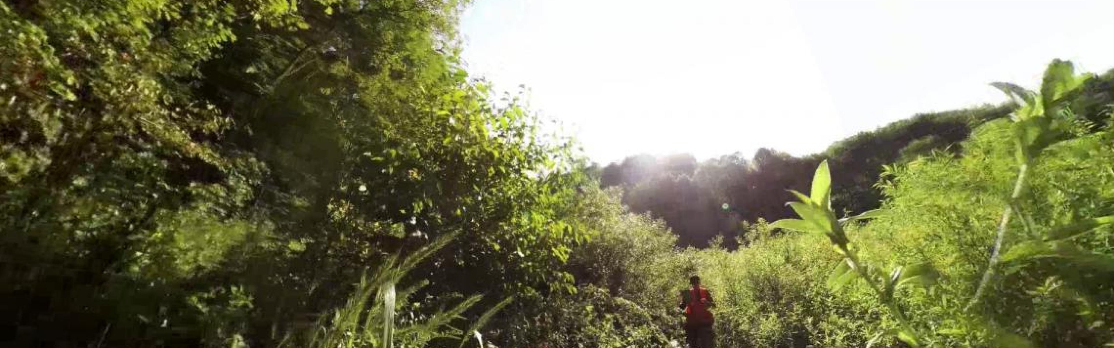 Mitigation Services | NC DEQ